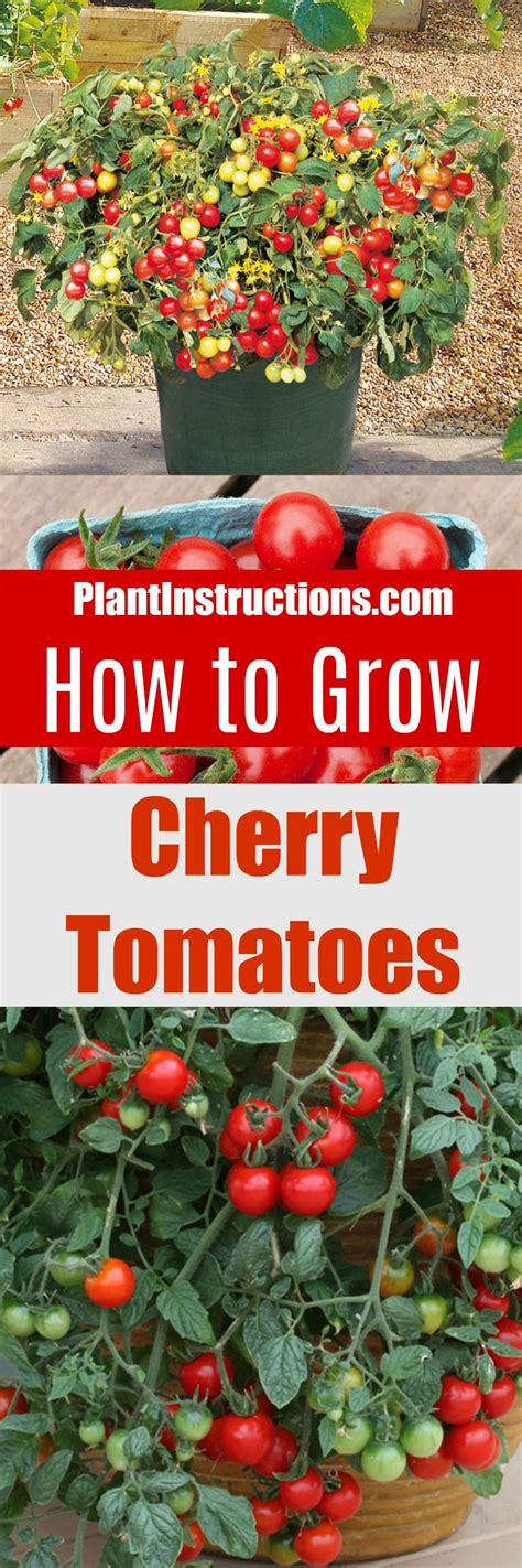 How To Grow Cherry Tomatoes In Pots Growing Cherry Tomatoes How To