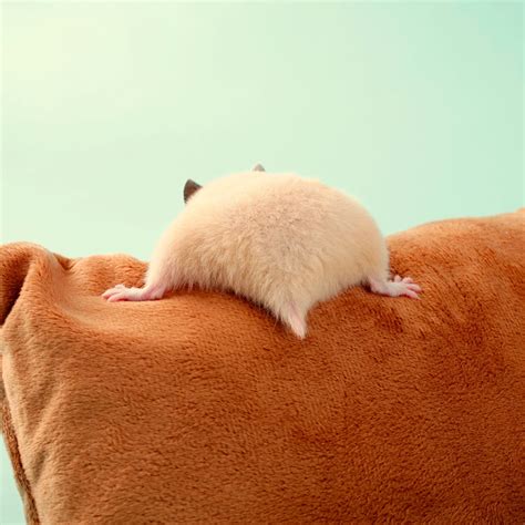 Why Hamsters Have Tails Happy Habitats Store