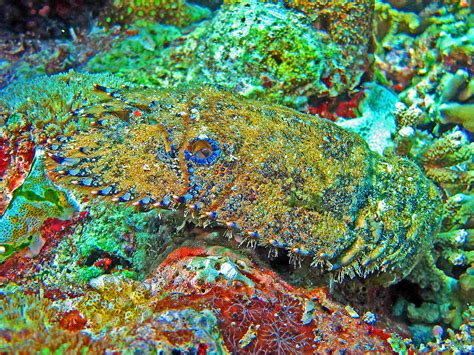 Scyllaridae Parribacus Antarcticus Ettore Balocchi Flickr