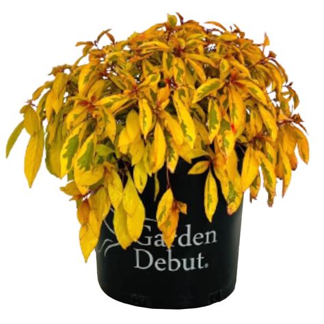 Greenleaf Nursery Lime Sizzler Potted Firebush Shop Potted Plants At