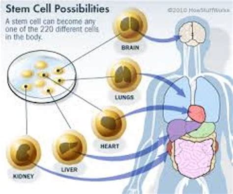 10 Interesting Stem Cell Facts My Interesting Facts