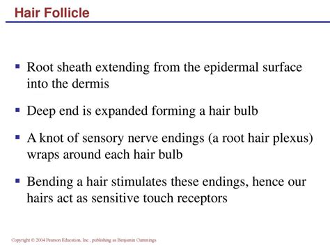 The Integumentary System Ppt Download