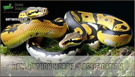 Ball Python Morph Identification Guide 50 Types You Need To Know Now