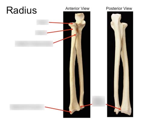Human Anatomy Unit 2 Radius Appendicular Skeleton Diagram Quizlet