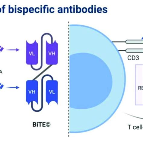 Overview Of Clinical Trials Investigating Bispecific Antibodies