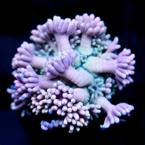 Jc Lavender Mystery Goni Jersey Corals