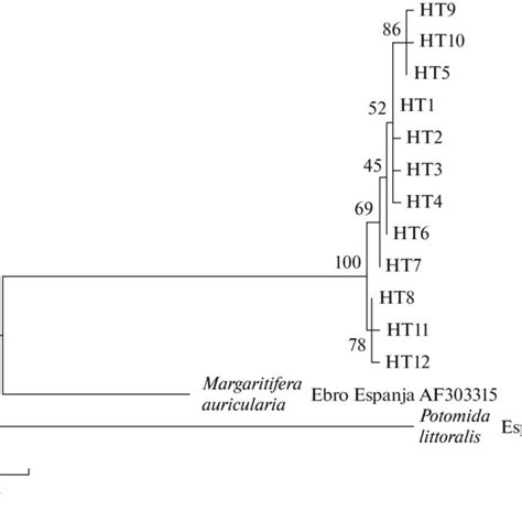 Maximum Likelihood Dendrogram Based On The Hasegawa Kishino Yano