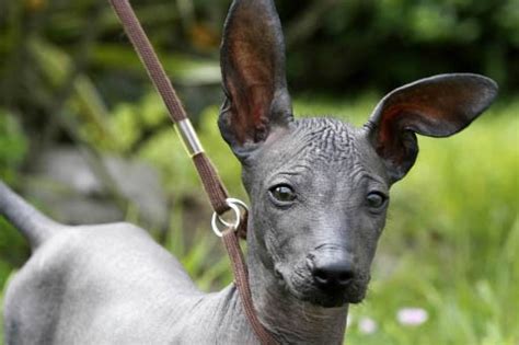 Un Chien Sans Poil Offert Pour Les Filles D Obama Insolite