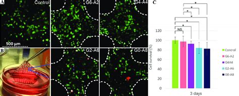 Direct In Vitro Biological Evaluation Of The 3d Printed Dressings A
