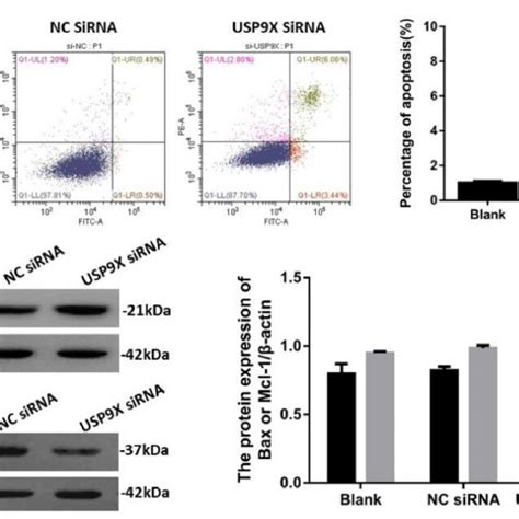 Downregulation Of Usp9x Expression Led To Increased Apoptosis Of Fadu Download Scientific