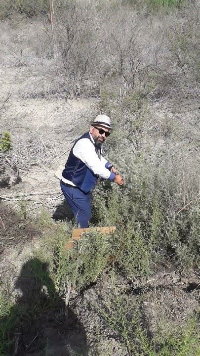 Aprel Ayında Pöhrə Yovşan Bir çox Xəstəliklərin DərmanıdırdİqqƏt Yalnız Həkim Məsləhəti Ilə