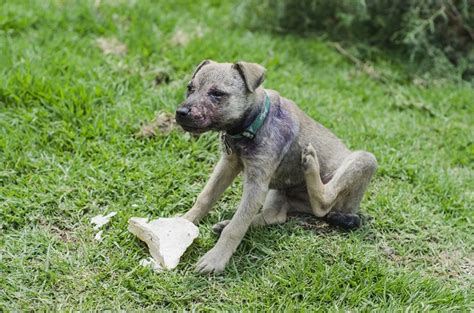 Tipos de sarna veja quatro que afetam cães e gatos Petlove