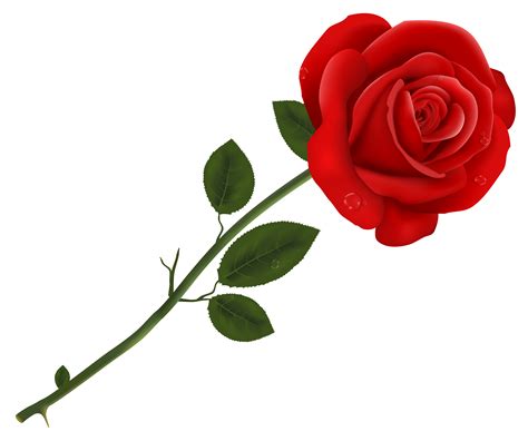 Rose Png