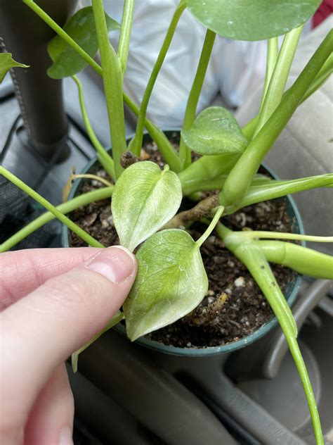 Is This Variegated I Noticed An Interesting Color Pattern On This