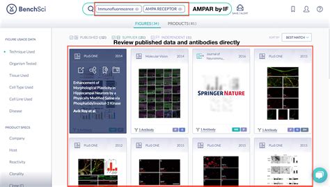 29 Questions With Answers In Ampa Receptors Science Topic