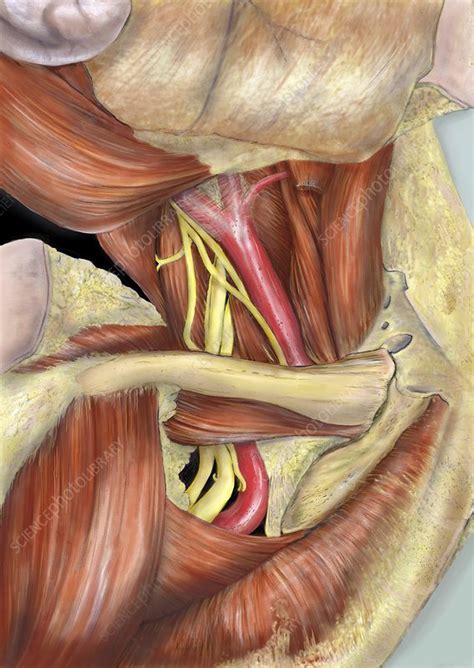 Right Armpit Nerve Plexus Artwork Stock Image C016 6813 Science Photo Library