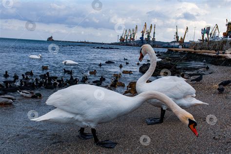 Два лебедя на берегу Крым 2024 г Ozero российский фотосток