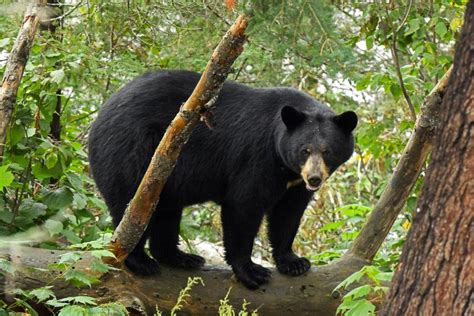 All Is Well Pixie And A Spirit Bear In Michigan Update September 17 2022 The Wildlife