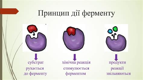 Роль ферментів у забезпеченні метаболізму