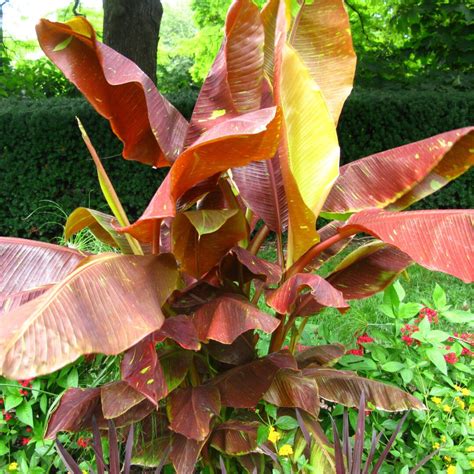 Musa Siam Ruby Vitro Westland