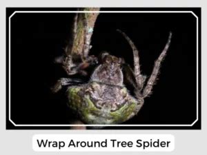 Wrap Around Spider Dolophones Conifer Facts Identifications Andpictures
