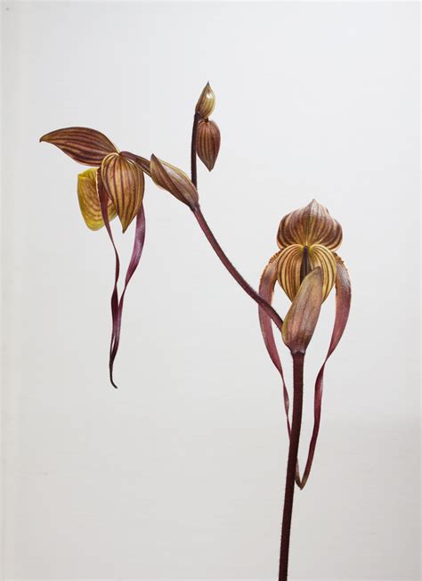 Paphiopedilum Yang Ji Apple Philippinense X Anitum Slippertalk