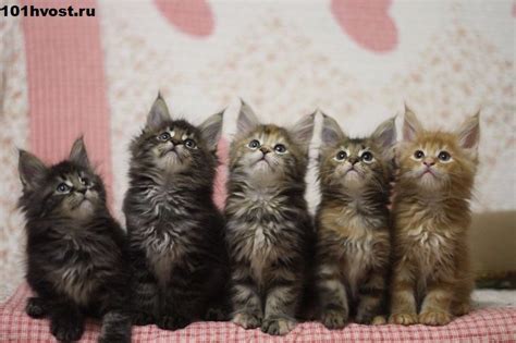 со скольки месяцев можно кормить котенка | Котята, Котенок, Кошки