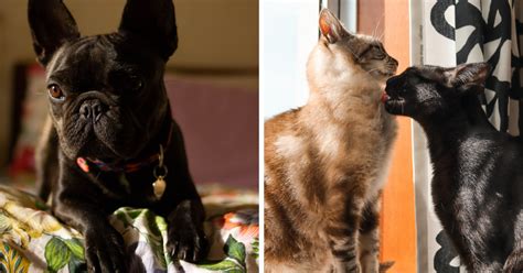 “estoy Llorando” Así Fue La Celebración De La Senadora Animalista