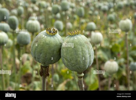 Opium Poppy Papaver Somniferum Crop Seedpods Growing In Field Stock