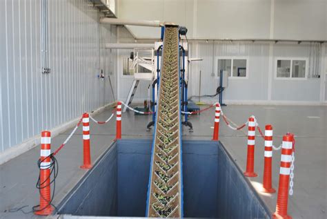 جووتیارانی هەڵەبجە روو لە چاندنی دار زەیتوون دەکەن