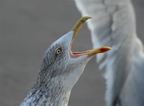 Animation Call Photos Download The Best Free Animation Call Stock