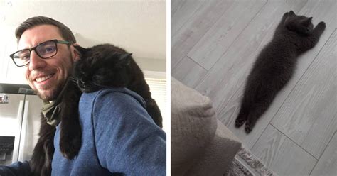 Притомившиеся котикы, которые сладко спят где хотят, а нам остается ...