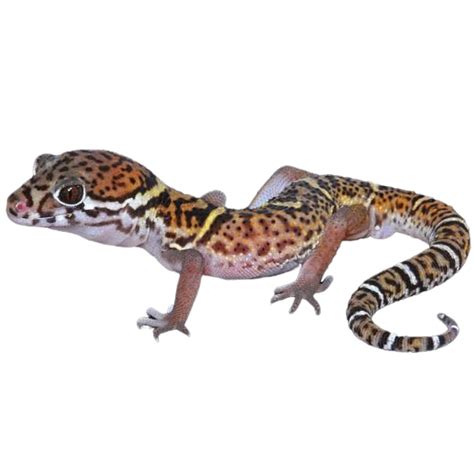 Central American Banded Gecko Reptichip Llc