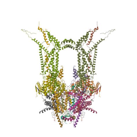 Rcsb Pdb Rd Cryoem Structure Of Polytomella F Atp Synthase Focussed Refinement Of Fo And