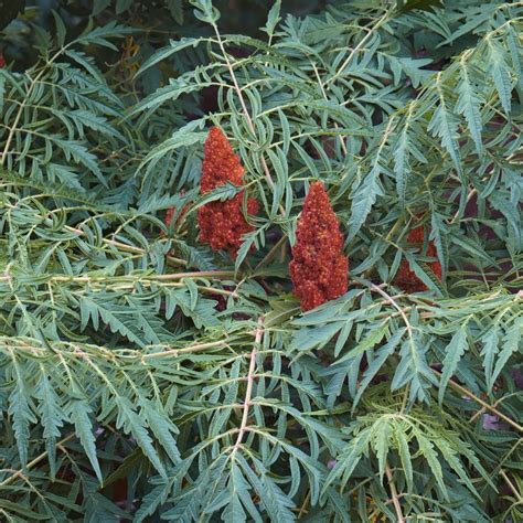 Rhus Typhina Dissecta Syn Laciniata Agm 3l Coolings Garden Centre