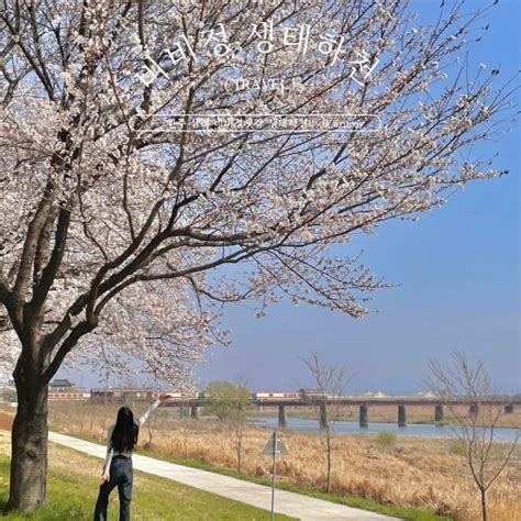 완주 삼례 비비정샛강 생태하천 벚꽃 추천 삼례금와습지 네이버 블로그