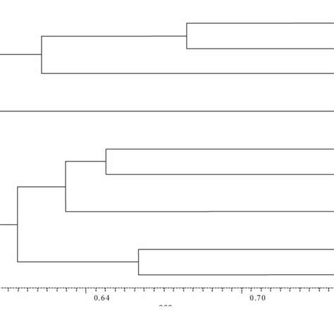 Dendrogram Of Diversity Showing Similarity Among The Related Genera Of Download Scientific