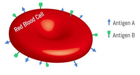 Blood Type Antigens Antibodies And Transfusions Biomed Guide