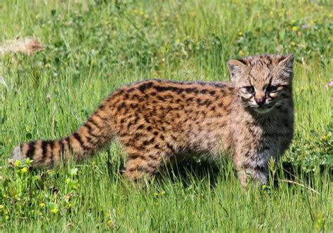 20 редких диких кошек о которых вы скорее всего не знали