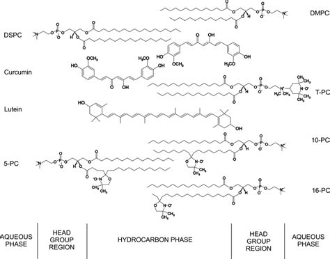Cross Sectional Drawing Of A Lipid Bilayer Formed By DMPC Or DSPC Download Scientific Diagram
