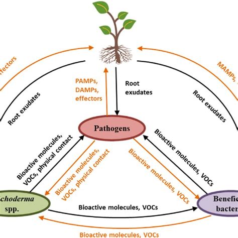 Pdf Combined Use Of Trichoderma And Beneficial Bacteria Mainly