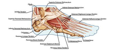 Diagram Of Foot Muscles And Tendons Bluestone Chiropractic