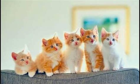 We Love Cats ჩვენ გვიყვარს კატები