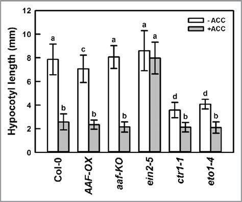 Hypocotyl Length Of Etiolated Seedlings With Or Without Ethylene