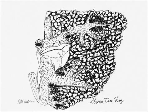 Green Tree Frog Drawing By Becky Mason Fine Art America