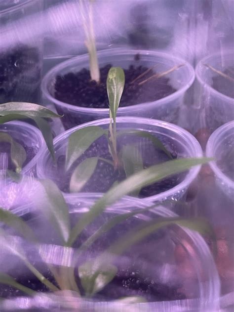 Did I Hit The Tc Philo Pluto Caramel Marble Lottery 💚💛🤎 Deflasked