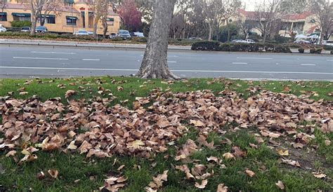 Pruning Roses Early And Removing Leaf Debris The Dirt Gardener