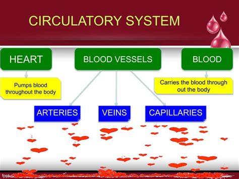 Components Of Circulatory System Pptx Lung And Respiratory Health