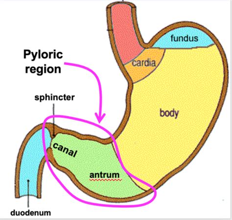 Bios Lecture Exam Digestive System Flashcards Quizlet