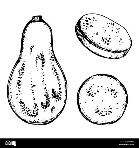 Hand Drawn Ink Vector Eggplant Gourd Squash Sketch Illustration Art